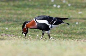The Red-Breasted Goose - One Of The Most Pretty Geese In The World