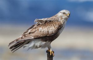 8 Hawks of the Prairie State Illinois