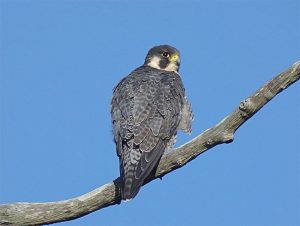 The Hawks Of Ohio - 9 Species To Look For