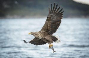 Identifying Raptors - How to Differentiate Birds of Prey