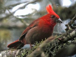 Cardinalidae Bird Index - Cardinals And Allies