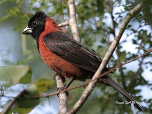 Cardinalidae Bird Index - Cardinals And Allies