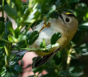 The Goldcrest (Regulus regulus) - King Of The Birds