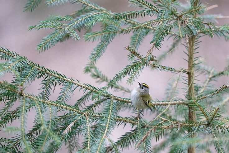 The Goldcrest (Regulus regulus) - King Of The Birds