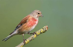 The Linnet (Linaria cannabina) - A Bird Always On The Move!