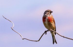 The Linnet (Linaria cannabina) - A Bird Always On The Move!