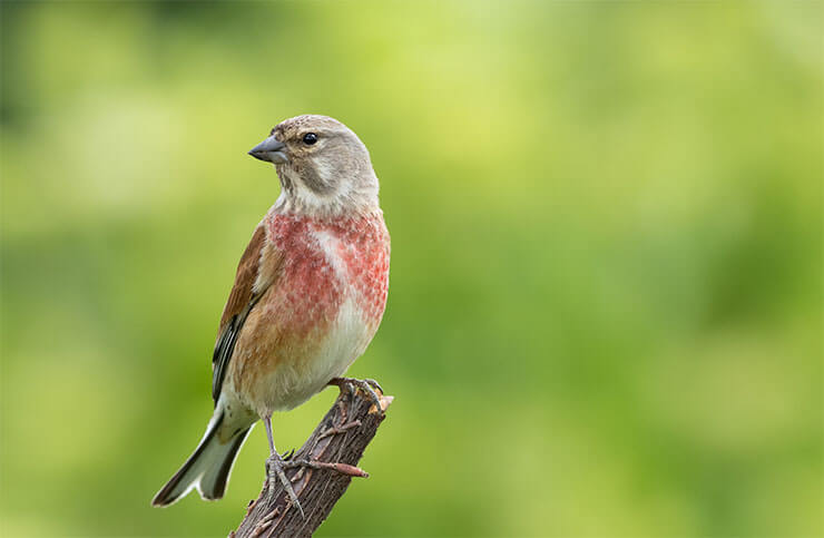 The Linnet (Linaria cannabina) - A Bird Always On The Move!