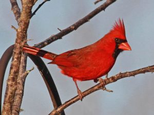 Types of Cardinals - Cardinals Birds