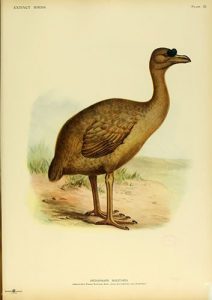 Remembering The Rodrigues Solitaire