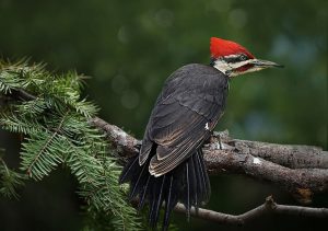 11 Woodpeckers in Washington State and Where to Find Them