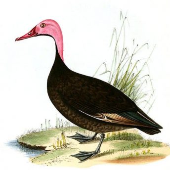 The Mystery Of The Pink-Headed Duck