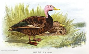 The Mystery Of The Pink-Headed Duck