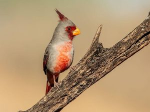 Types of Cardinals - Cardinals Birds