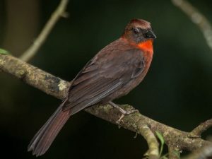 Cardinalidae Bird Index - Cardinals And Allies