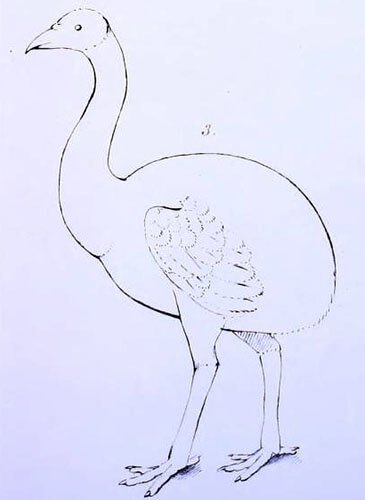 Remembering The Rodrigues Solitaire