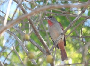 Cardinalidae Bird Index - Cardinals And Allies