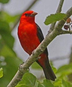 Cardinalidae Bird Index - Cardinals And Allies