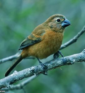 Cardinalidae Bird Index - Cardinals And Allies