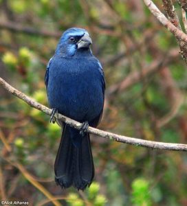 Cardinalidae Bird Index - Cardinals And Allies
