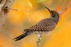 11 Woodpeckers of Ohio: From Common to Rare