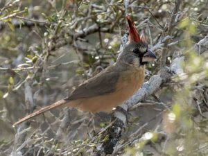 Types of Cardinals - Cardinals Birds