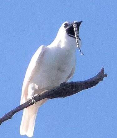 The White Bellbird - The Bird With The Most Powerful Song In The World