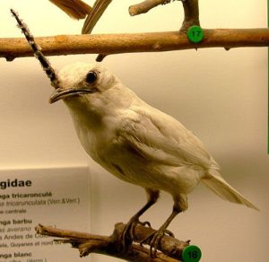The White Bellbird - The Bird With The Most Powerful Song In The World