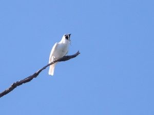 The White Bellbird - The Bird With The Most Powerful Song In The World
