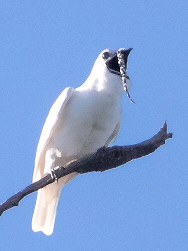 The White Bellbird - The Bird With The Most Powerful Song In The World
