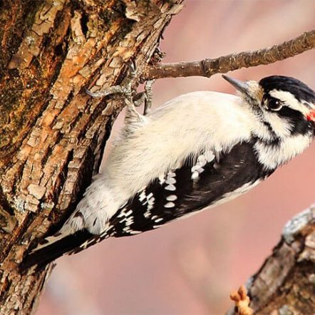 Woodpeckers Of Ohio - From Common To Rare