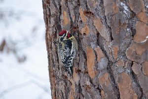 Woodpeckers Of Ohio - From Common To Rare