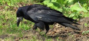 Rook - Sentinel Of The Farmlands