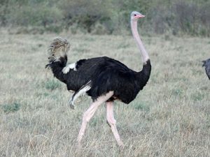 Large Flightless Birds - Do You Know All Of Them?