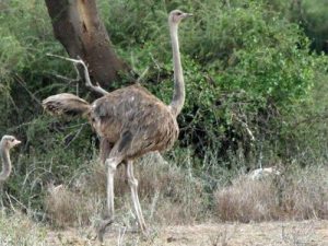 Large Flightless Birds - Do You Know All Of Them?