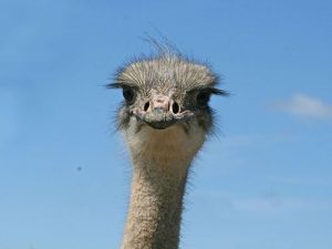 Large Flightless Birds - Do You Know All Of Them?