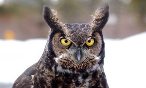 The 8 Owl Types Of Virginia And Where To Find Them