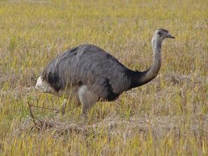 Large Flightless Birds - Do You Know All Of Them?