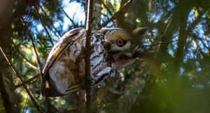 11 Owls of Michigan and Where To Find Them
