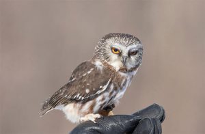 The 8 Owls Of Kentucky And Where To Find Them