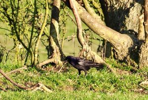 Rook - Sentinel Of The Farmlands