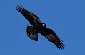 Rook - Sentinel Of The Farmlands