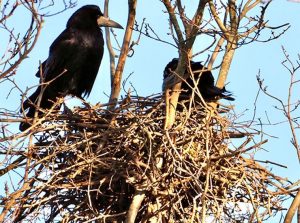 Rook - Sentinel Of The Farmlands