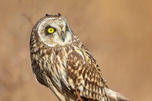 The 8 Owl Types Of Virginia And Where To Find Them