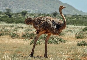 Large Flightless Birds - Do You Know All Of Them?