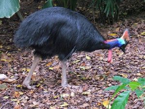 Large Flightless Birds - Do You Know All Of Them?
