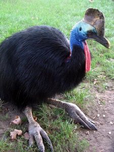 Large Flightless Birds - Do You Know All Of Them?