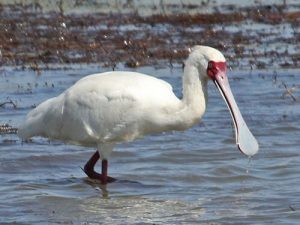 6 Types of Spoonbills (Genus Platalea)