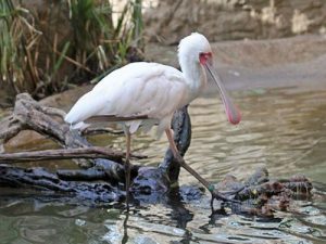 6 Types of Spoonbills (Genus Platalea)