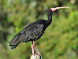 29 Types of Ibis by Avibirds