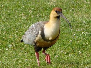 29 Types of Ibis by Avibirds